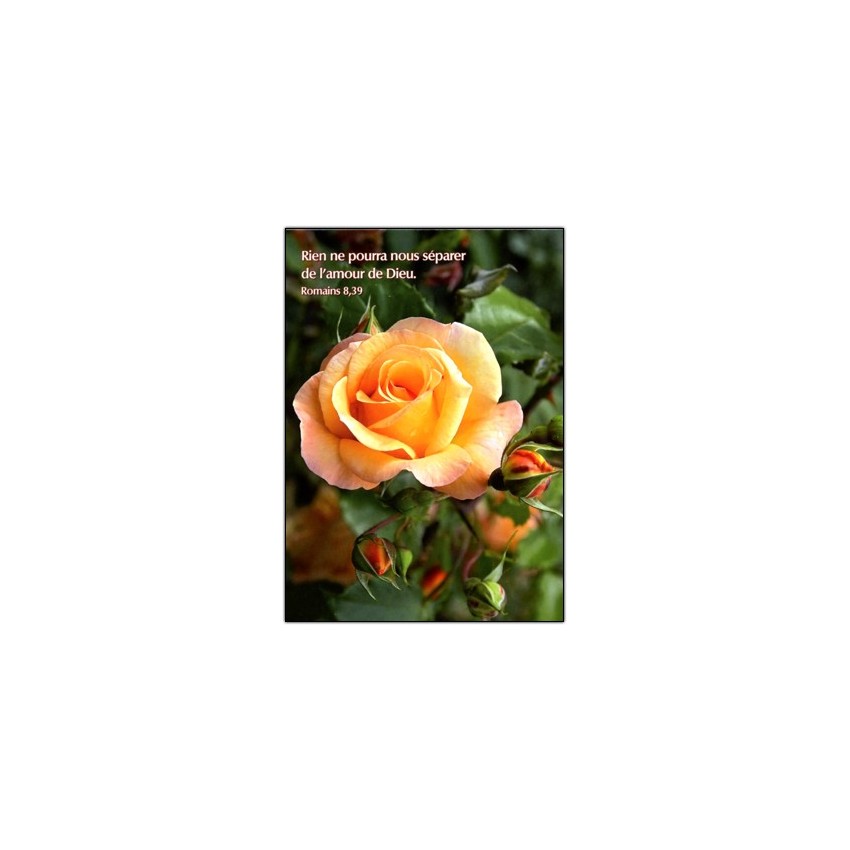 Carte Avec Verset Rose