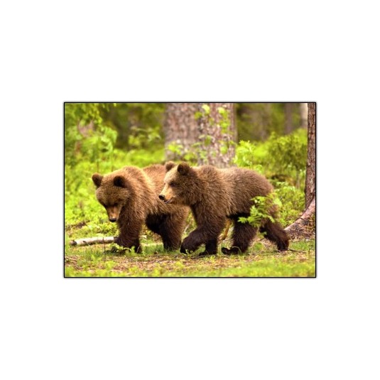 Carte Sans Texte Oursons