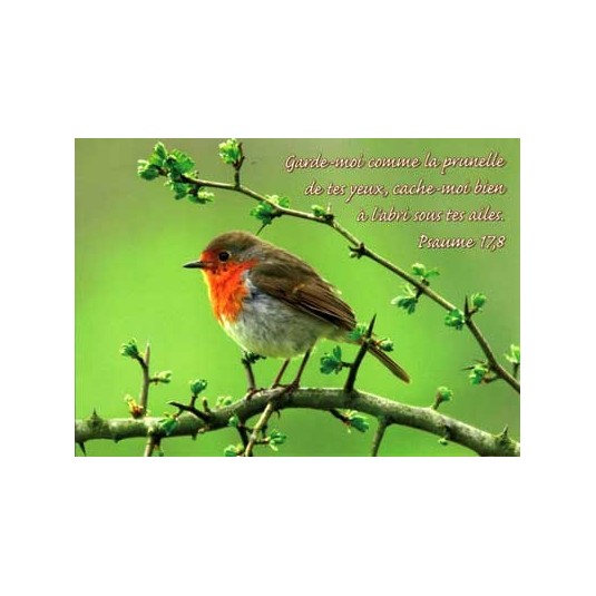 Carte Avec Verset Rouge gorge sur branche
