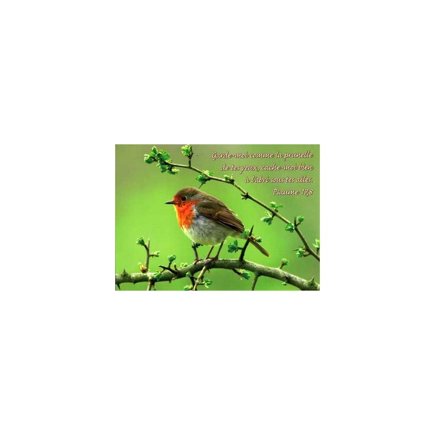 Carte Avec Verset Rouge gorge sur branche