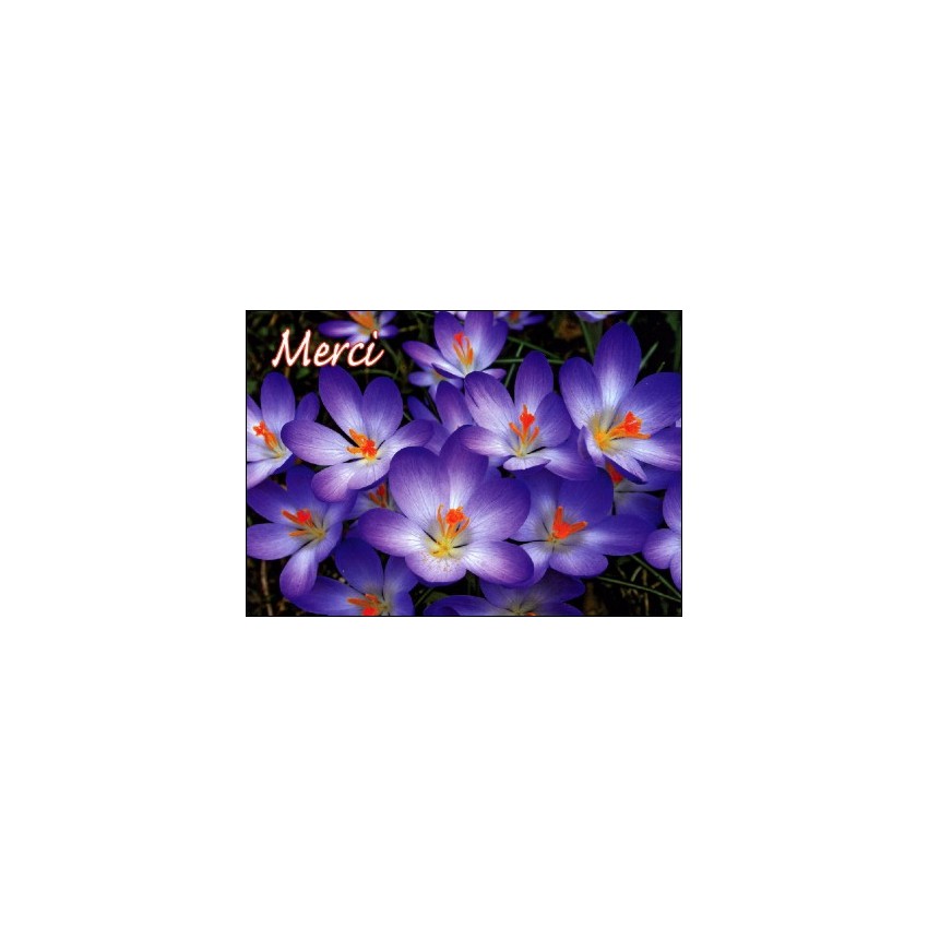 Carte Avec Message Crocus mauve (Merci)