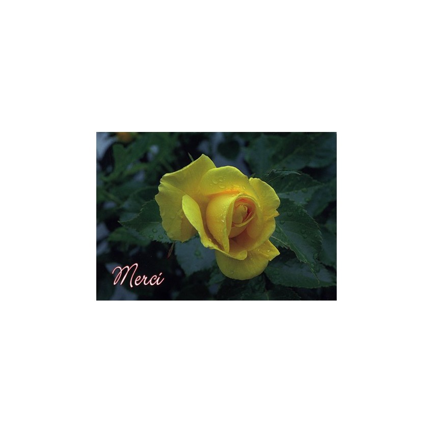 Carte Avec Message Rose jaune (Merci)