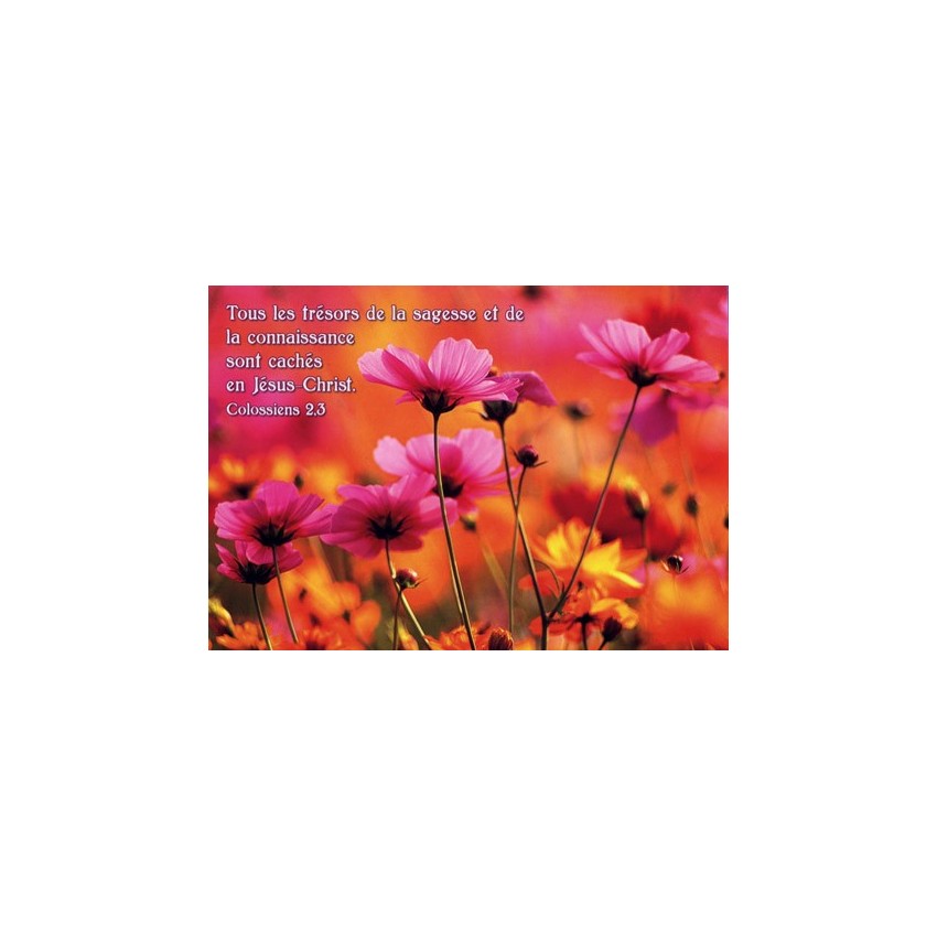 Carte Avec Verset Champ de cosmos rose