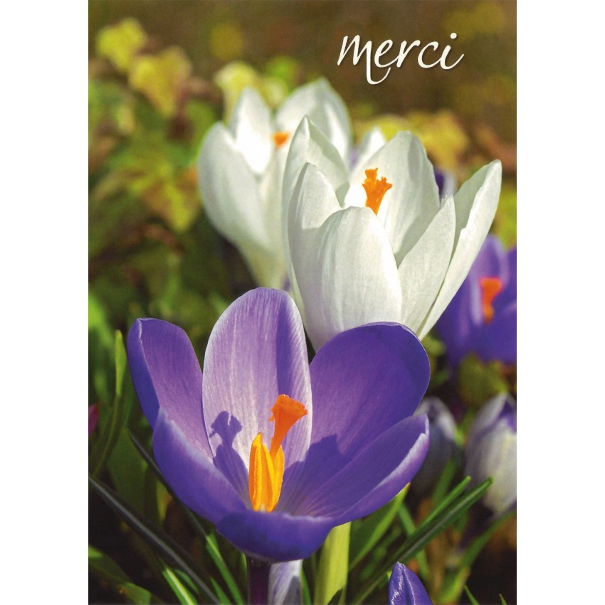 Carte Avec Message Crocus mauve et blanc (Merci)