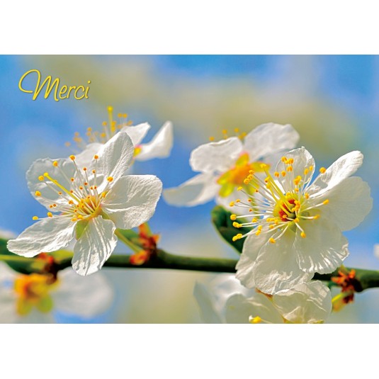 Carte Avec Message fleurs d'arbre (merci)