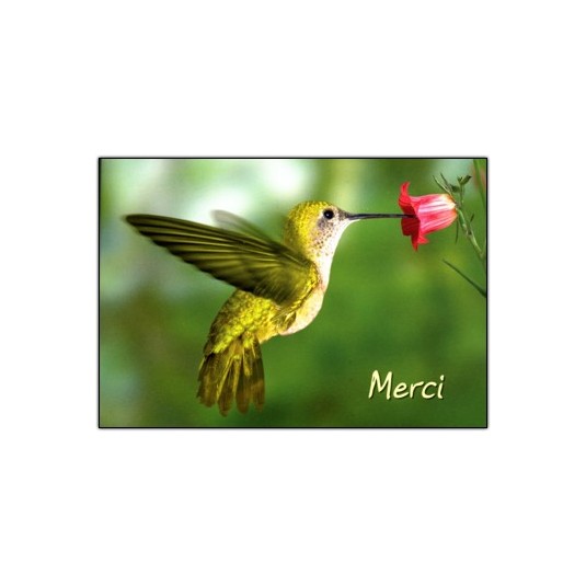 Carte Avec Message Colibri (Merci)