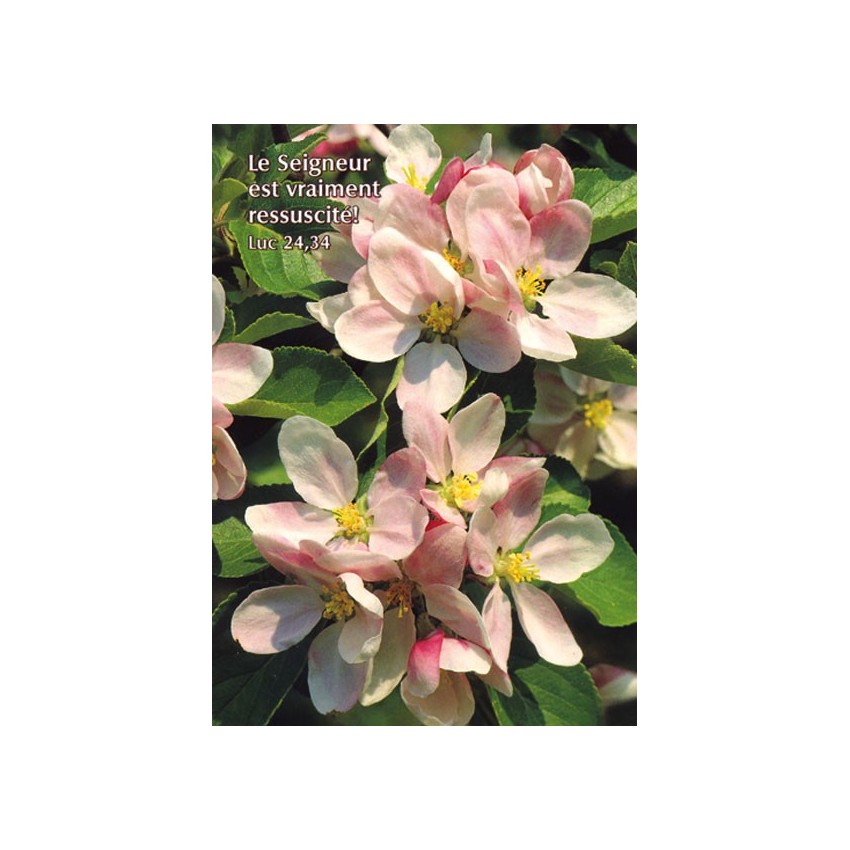 Carte Avec Verset Fleurs d'arbre