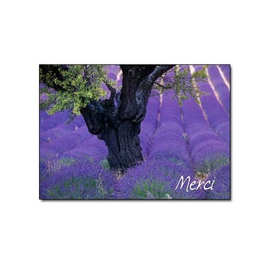 Carte Avec Message Arbre ds champ de lavande(Merci)